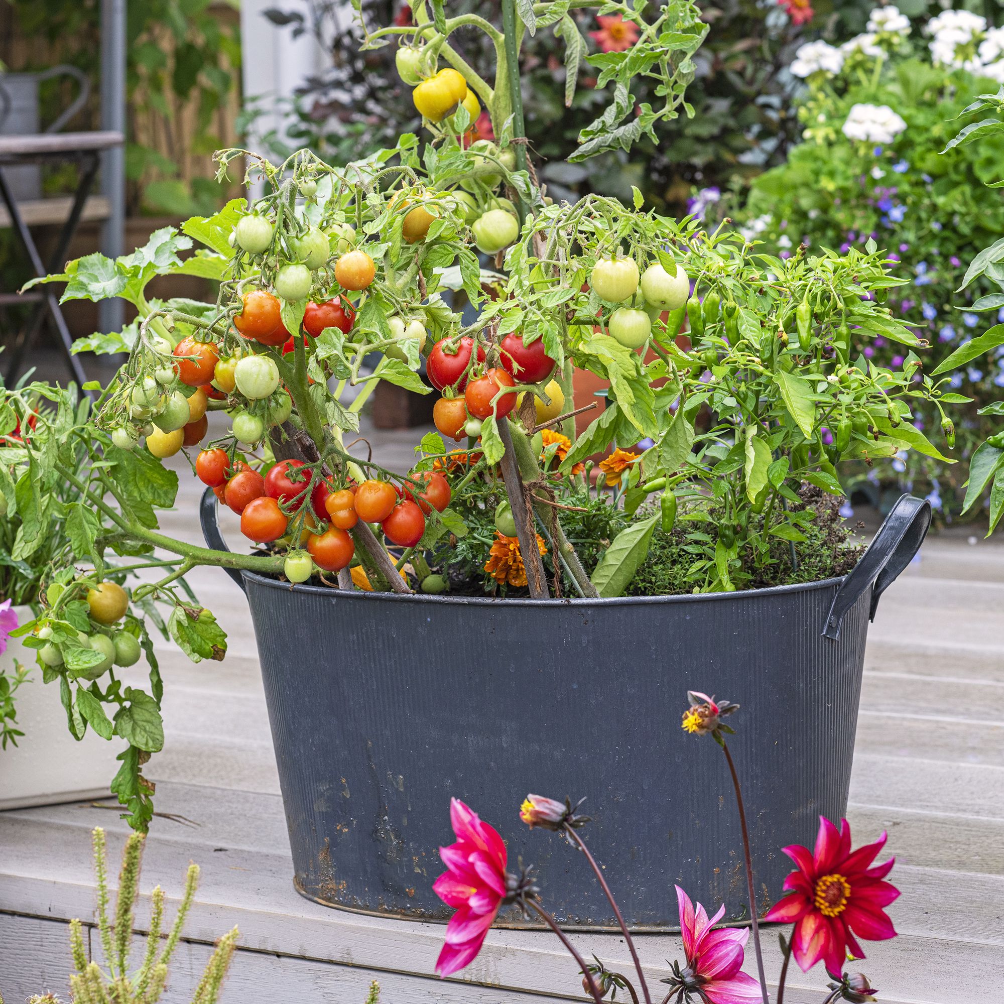 Growing Tomatoes In Flower Pots
