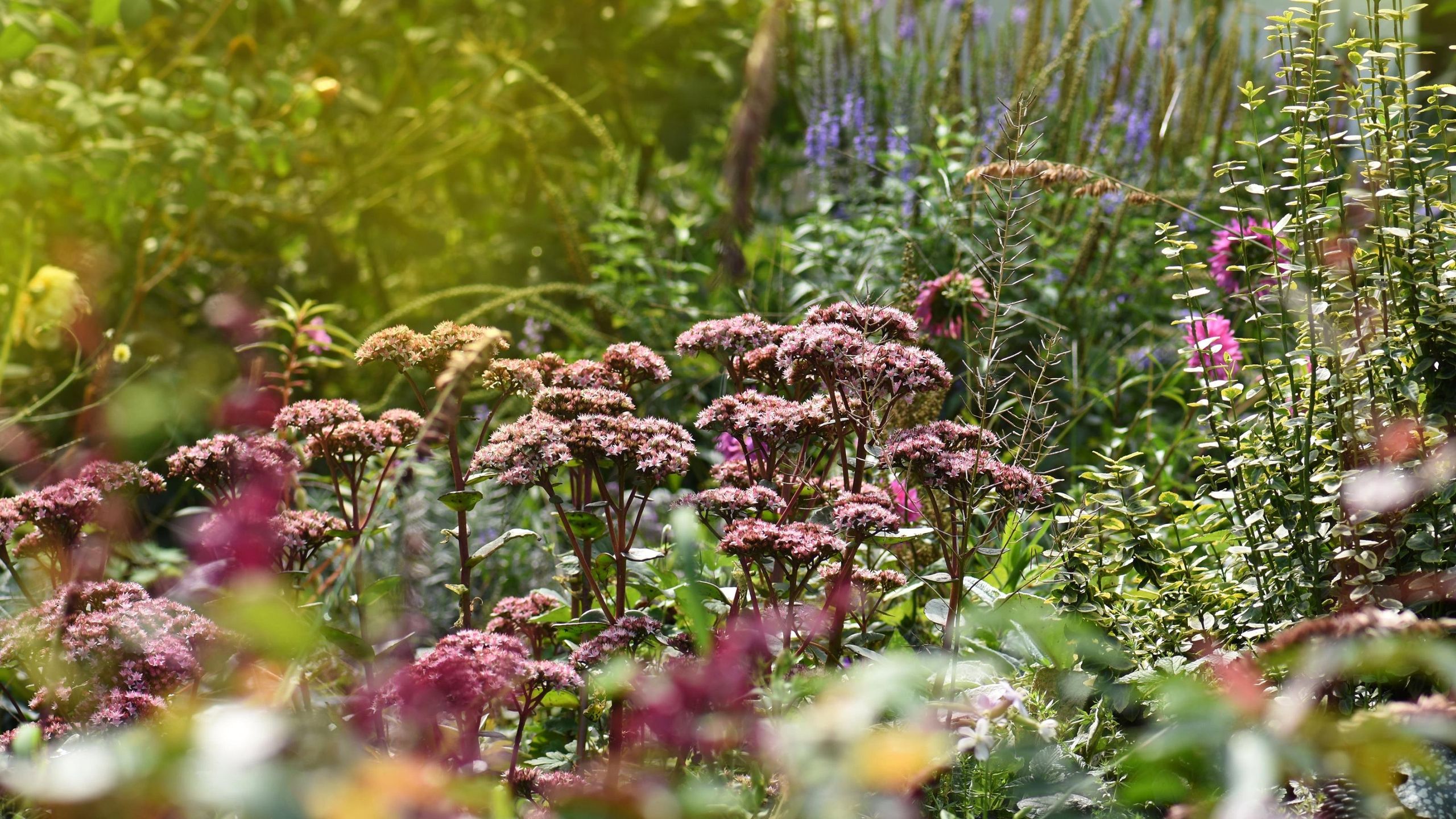 5 Best Bulbs To Plant In Fall Sunset Sunset Magazine