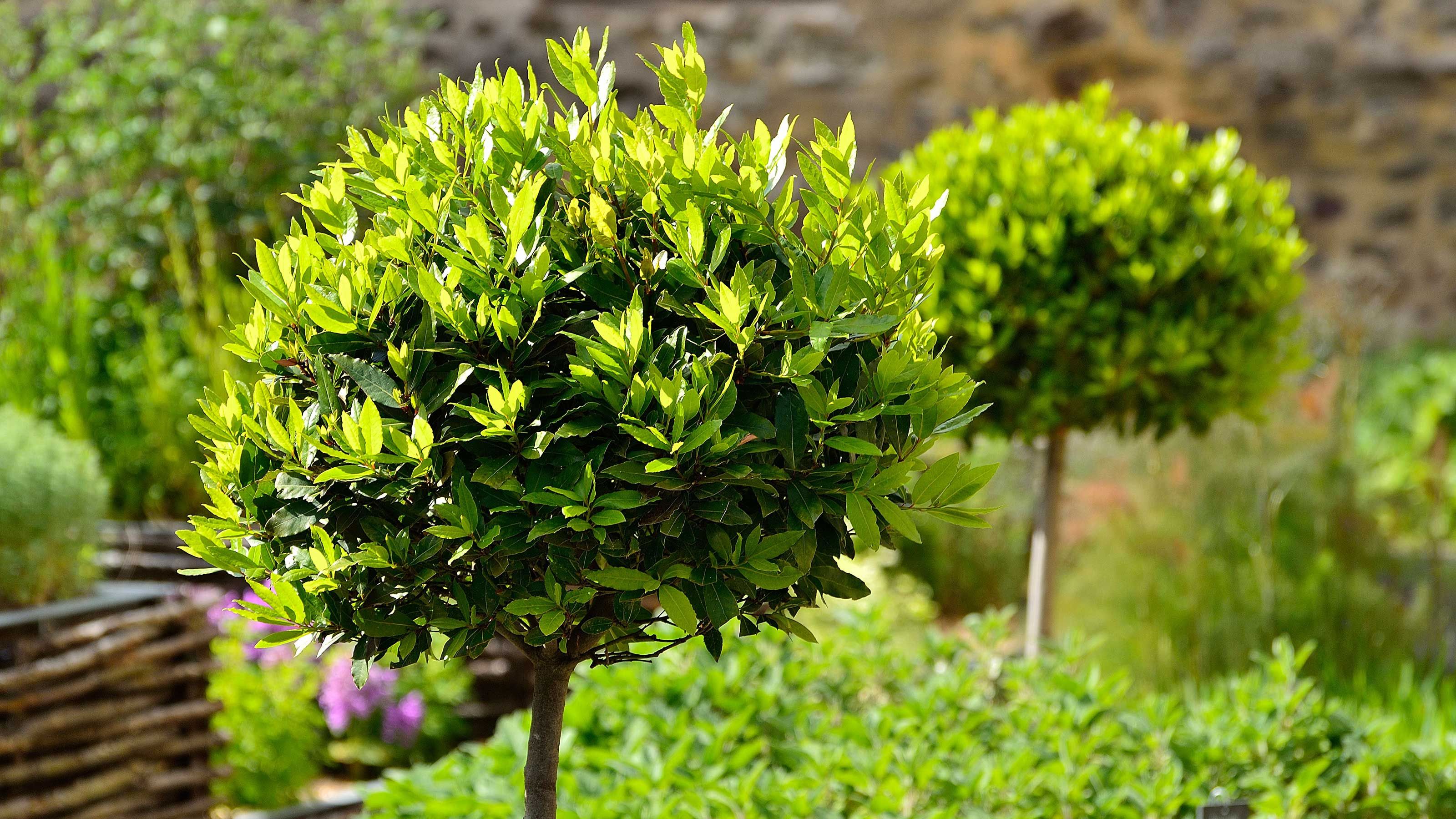 What Causes My Bay Tree Leaves To Turn Brown - Infoupdate.org