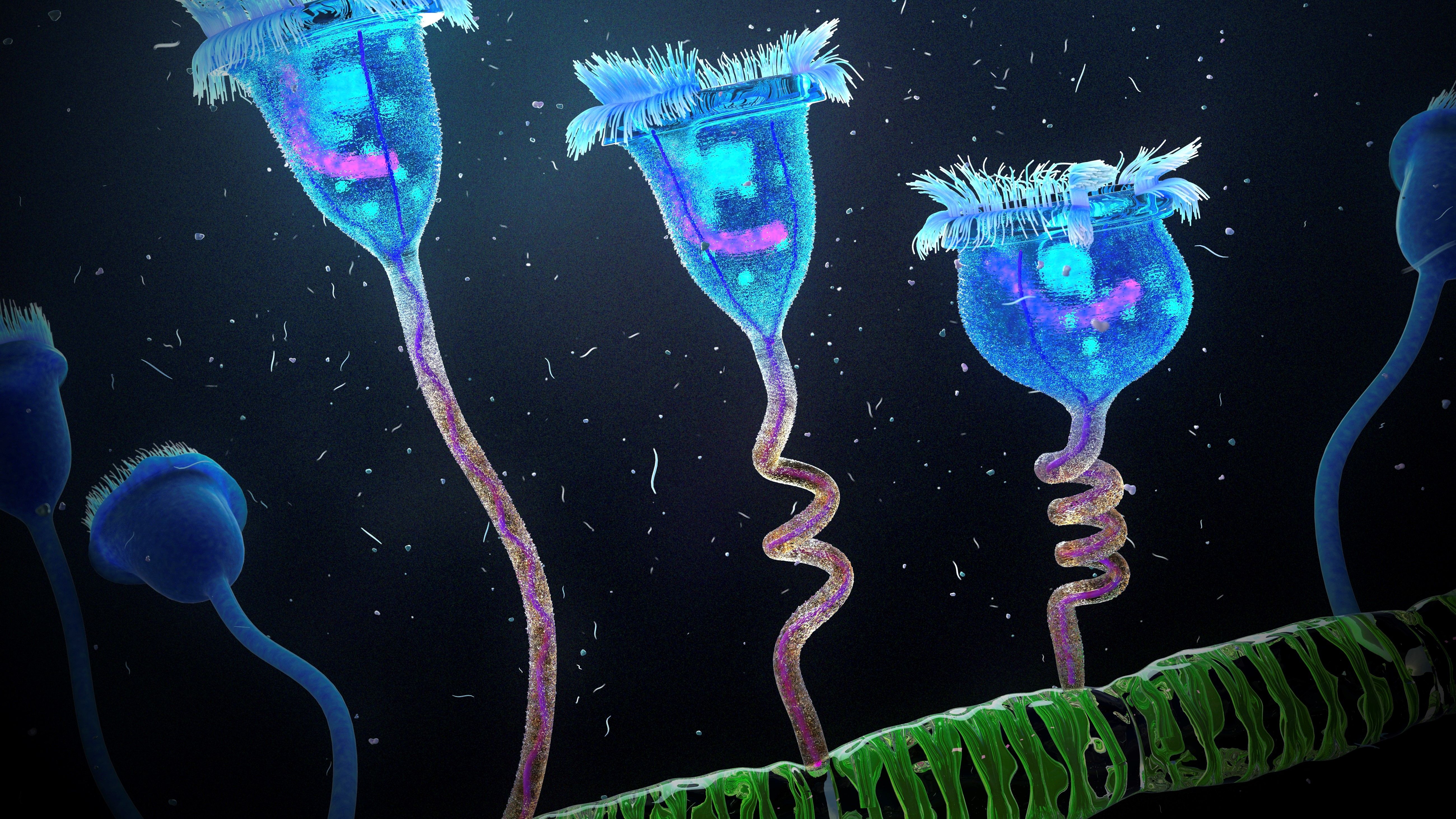Protist Cell Organelles Organelles Paramecium