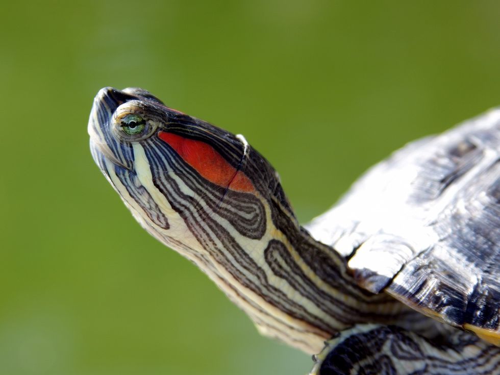 What Kind Of Turtle Is A Red Eared Slider
