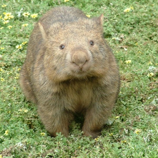That Is A Big Wombat Cute Animals Wombat Animals