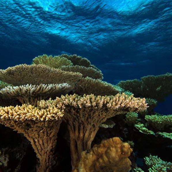 Free Living Coral Species