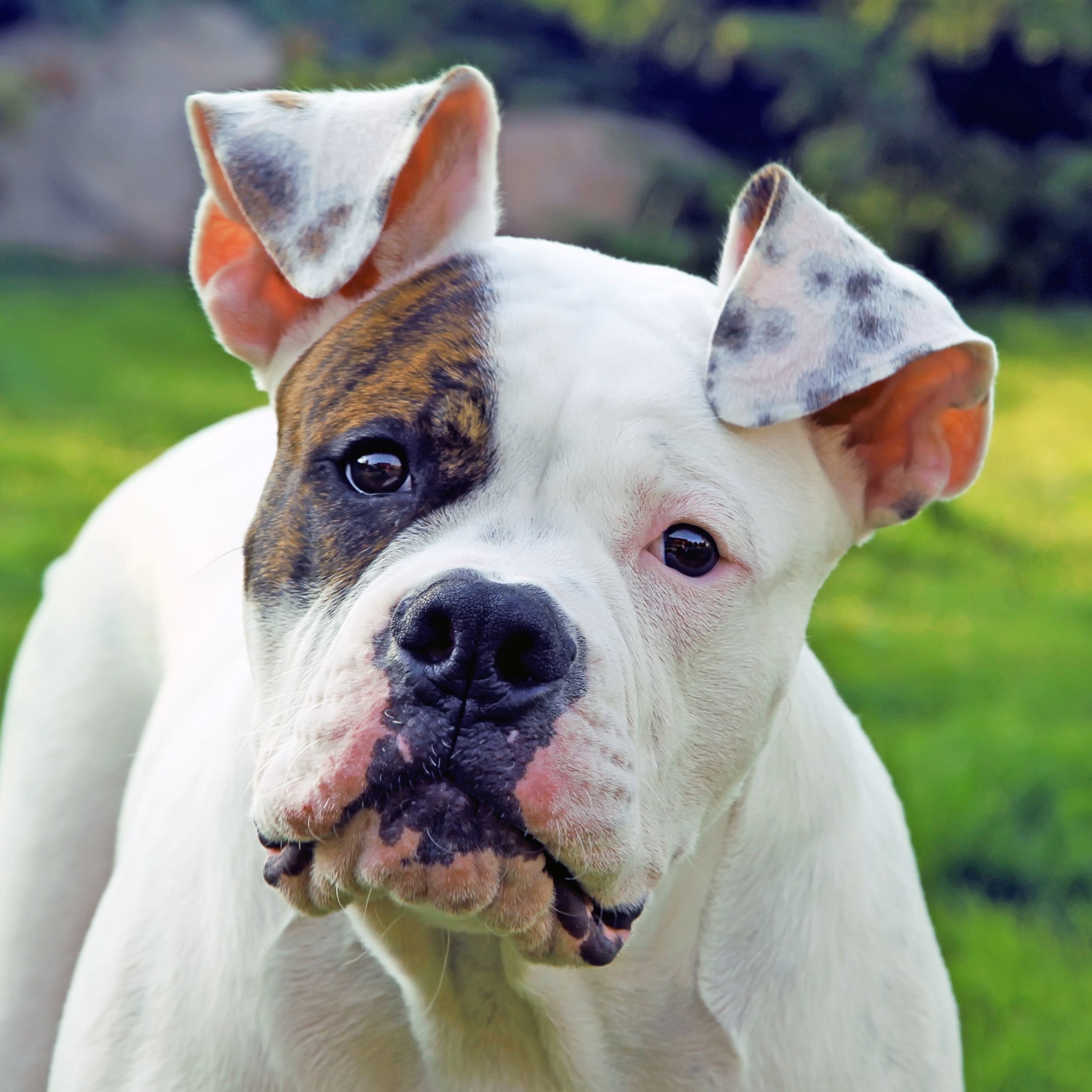 American Bulldog Shih Tzu Mix
