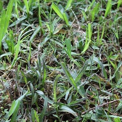 Slime Mold On Grass Lawn Turf Update July 6, 2023 Turf