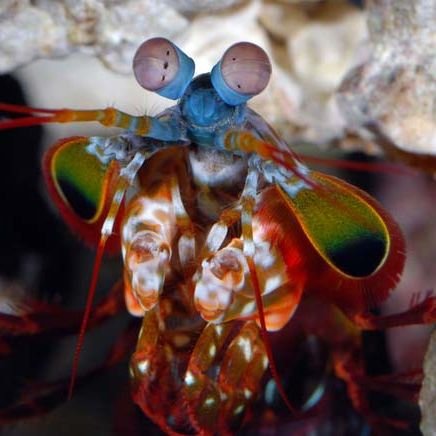 Mantis Shrimp Vision Spectrum