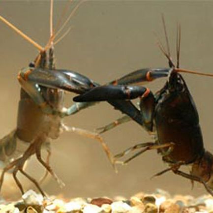 What Animals Eat Crayfish
