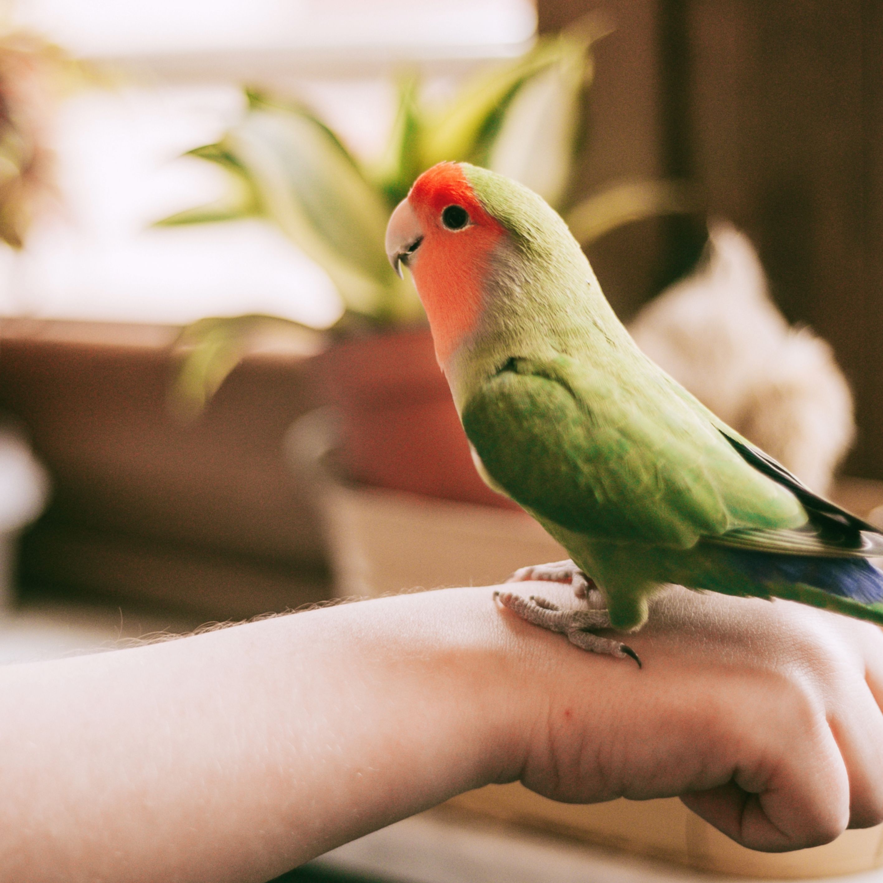 Types Of Pet Birds List