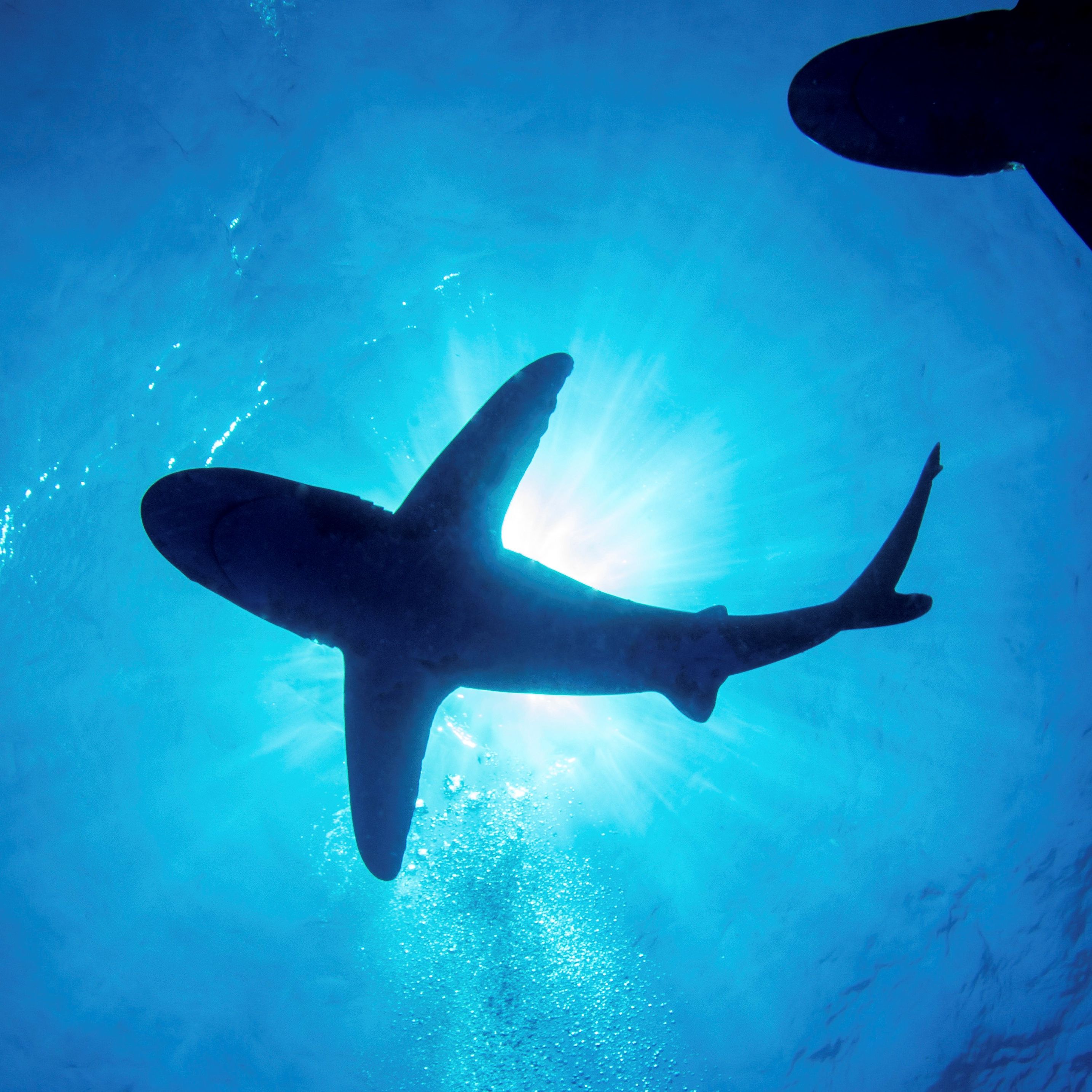 Submarine Shark Sightings