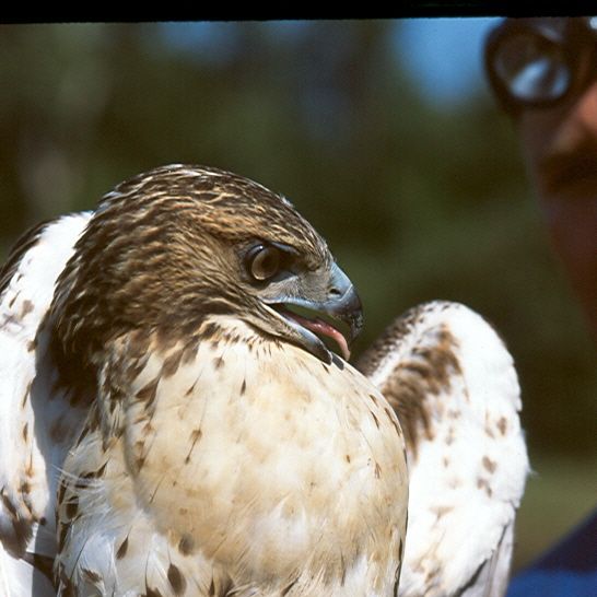 Male Red Tailed Hawk