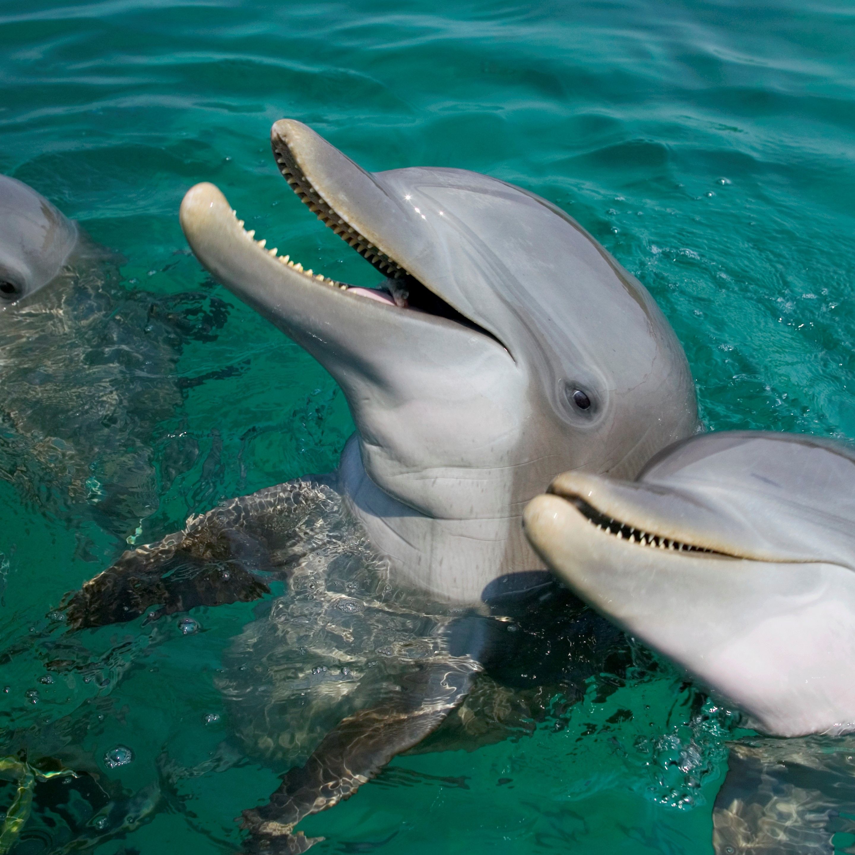 Bottlenose Dolphin Migration