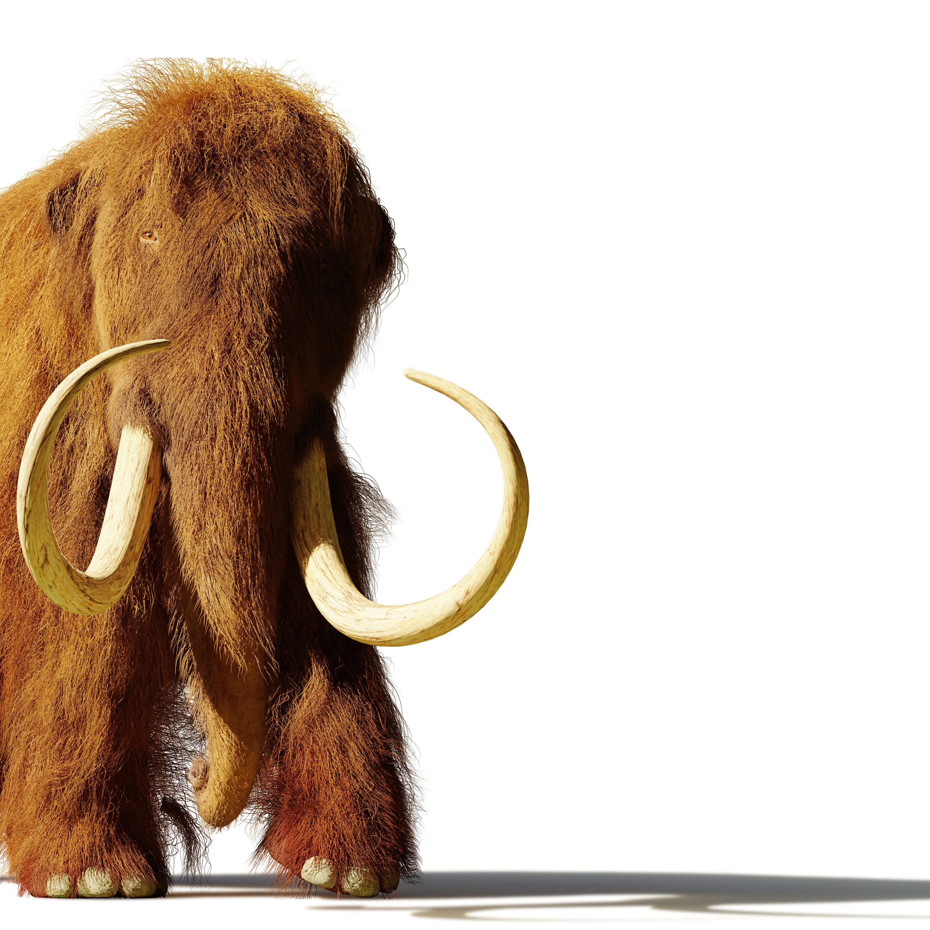 Wooly Mammoth Movies