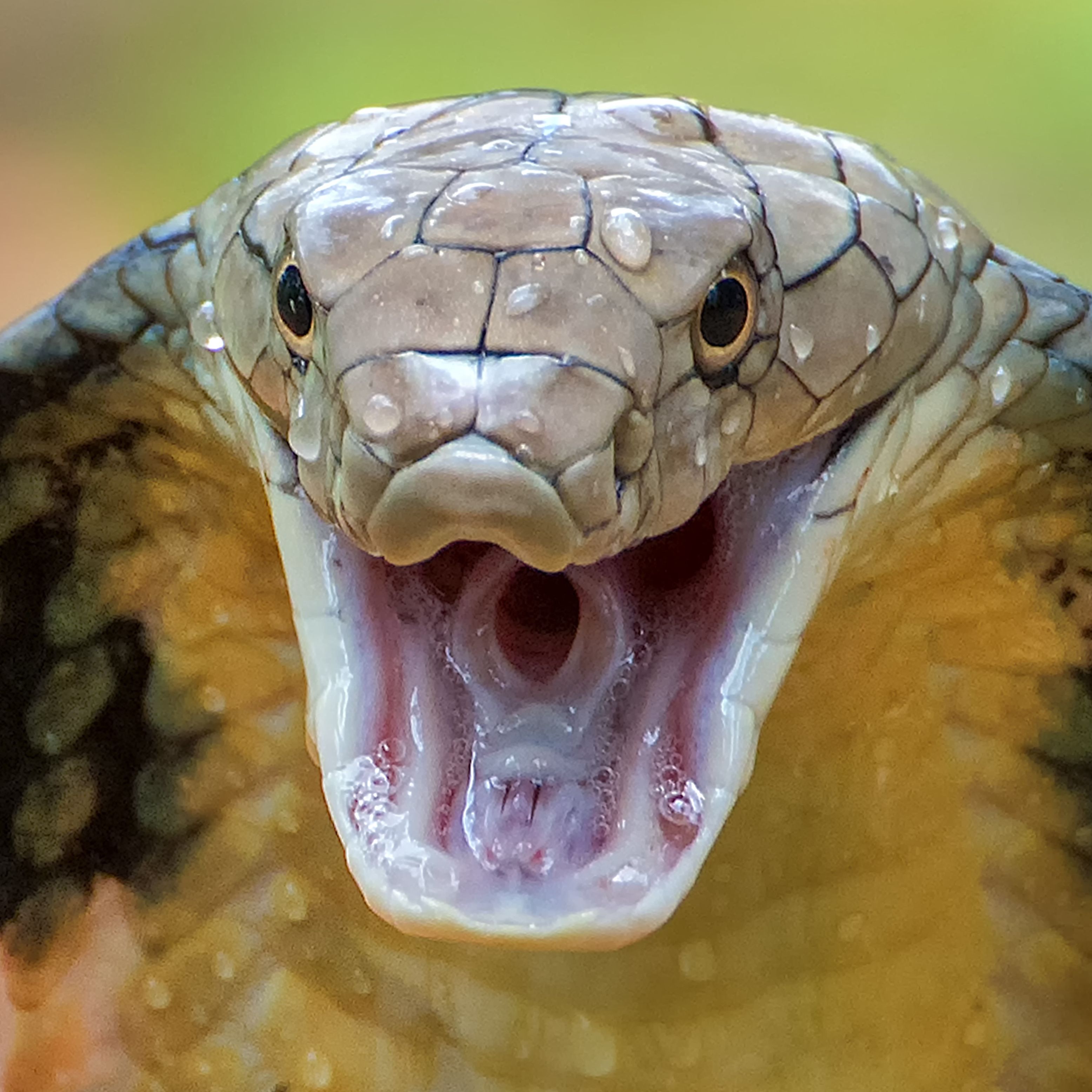 10 Most Beautiful Snakes In The World - Infoupdate.org