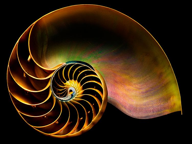 Golden Ratio In Nature Shell