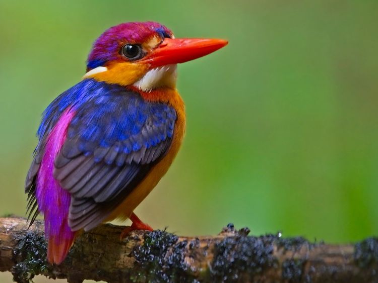 Purple Birds Of The World