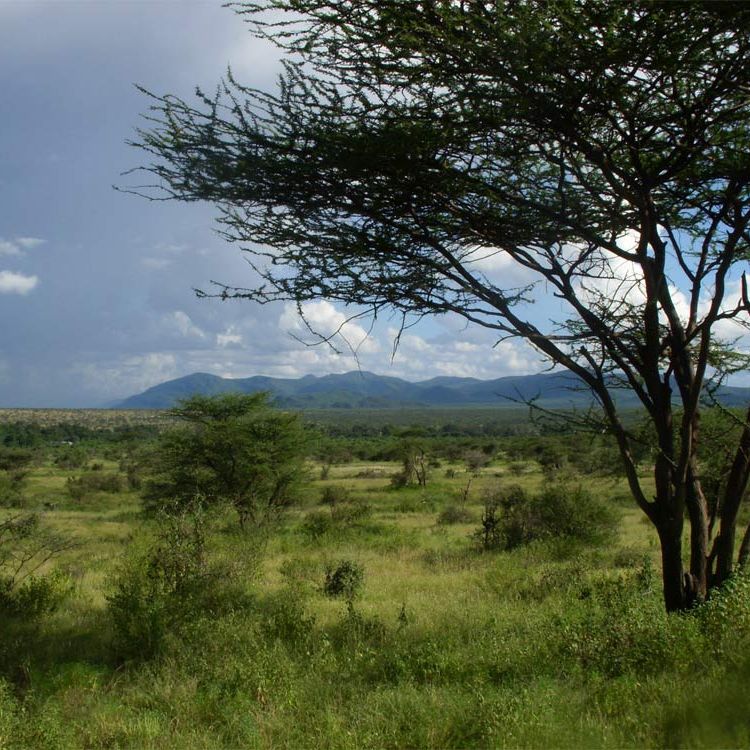 Life In Tropical Grasslands Savanna Biome: Climate, Locations, And