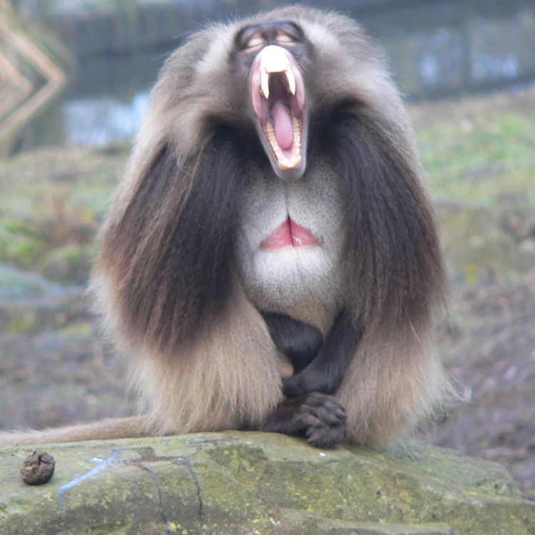 Ytmnd Baboon