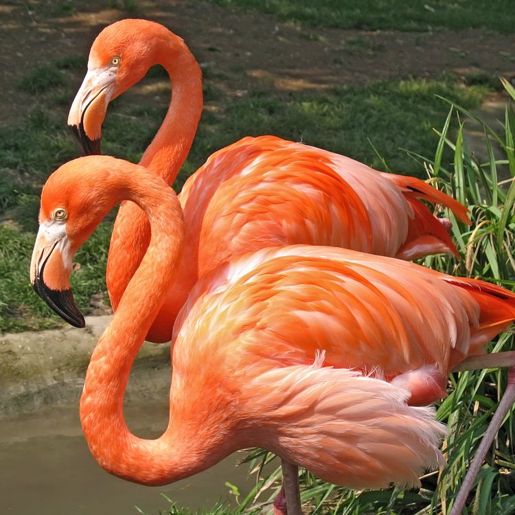 American Flamingos Food