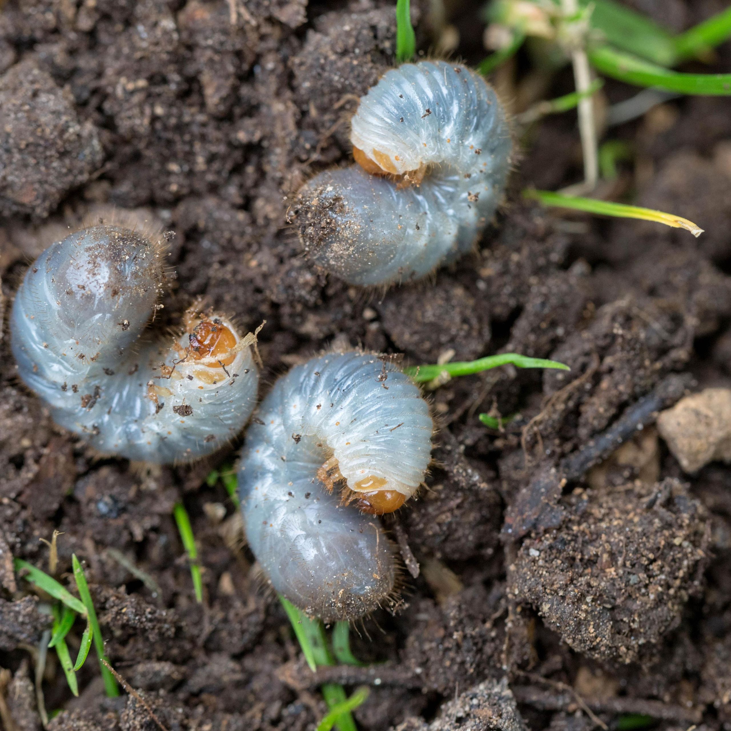 Early Signs Of Grubs