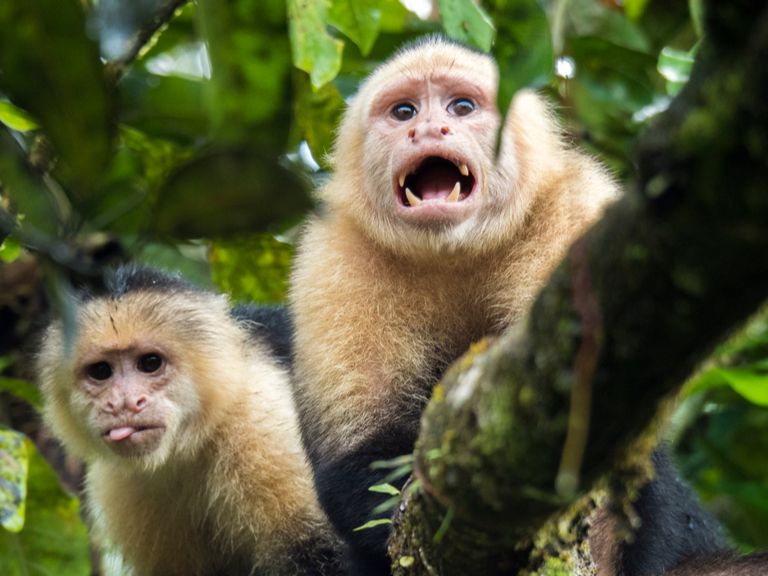 Capuchin Monkey