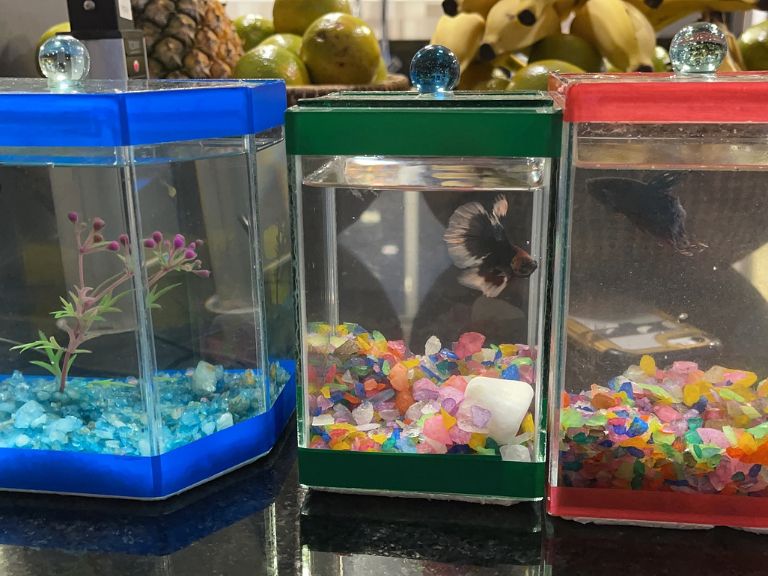 Empty Fish Tank Ideas