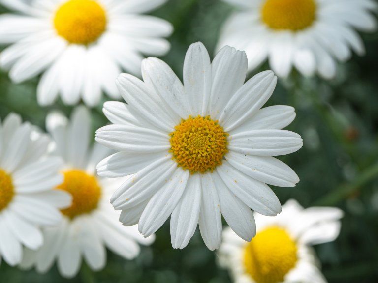 Types Of White Daisy