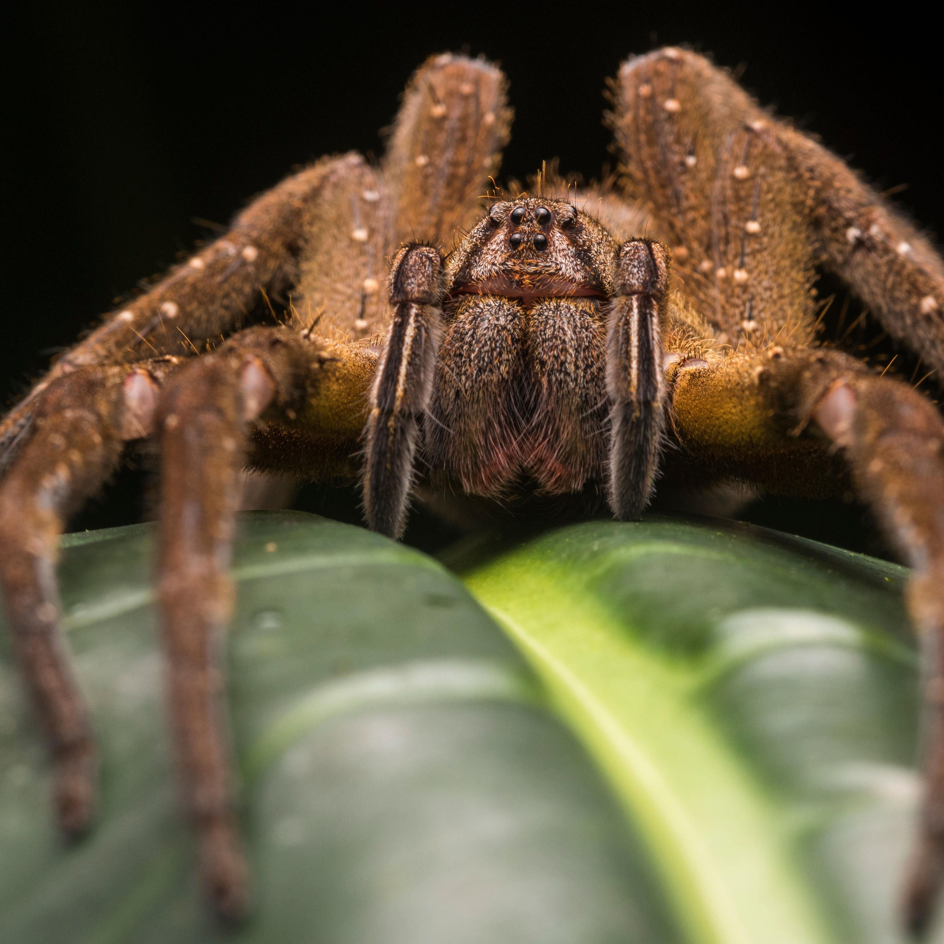 Brazilian Wandering Spider Fangs