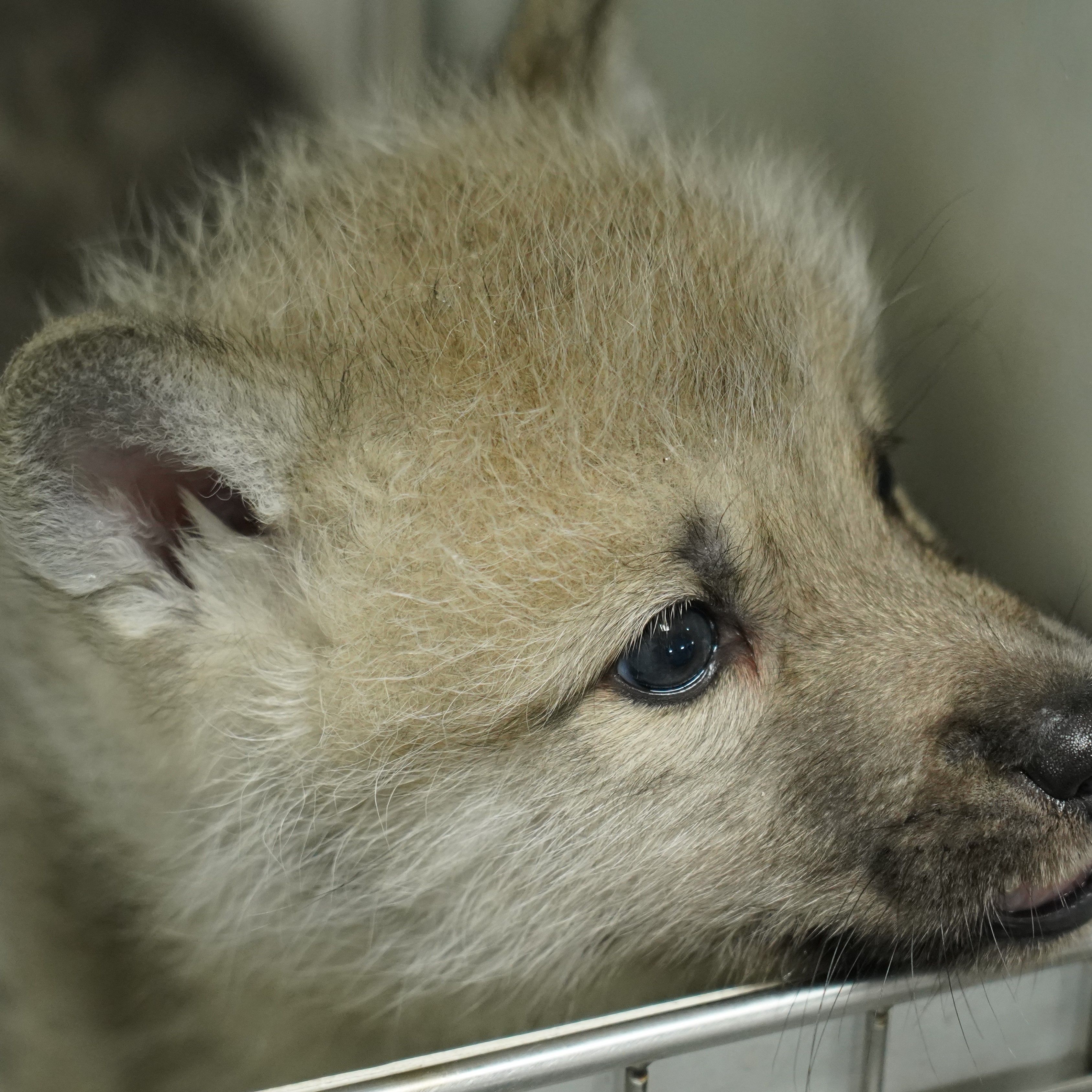 Female Arctic Wolf Base Kathy Moore Wilson | Wolf Kisses Are The Best!