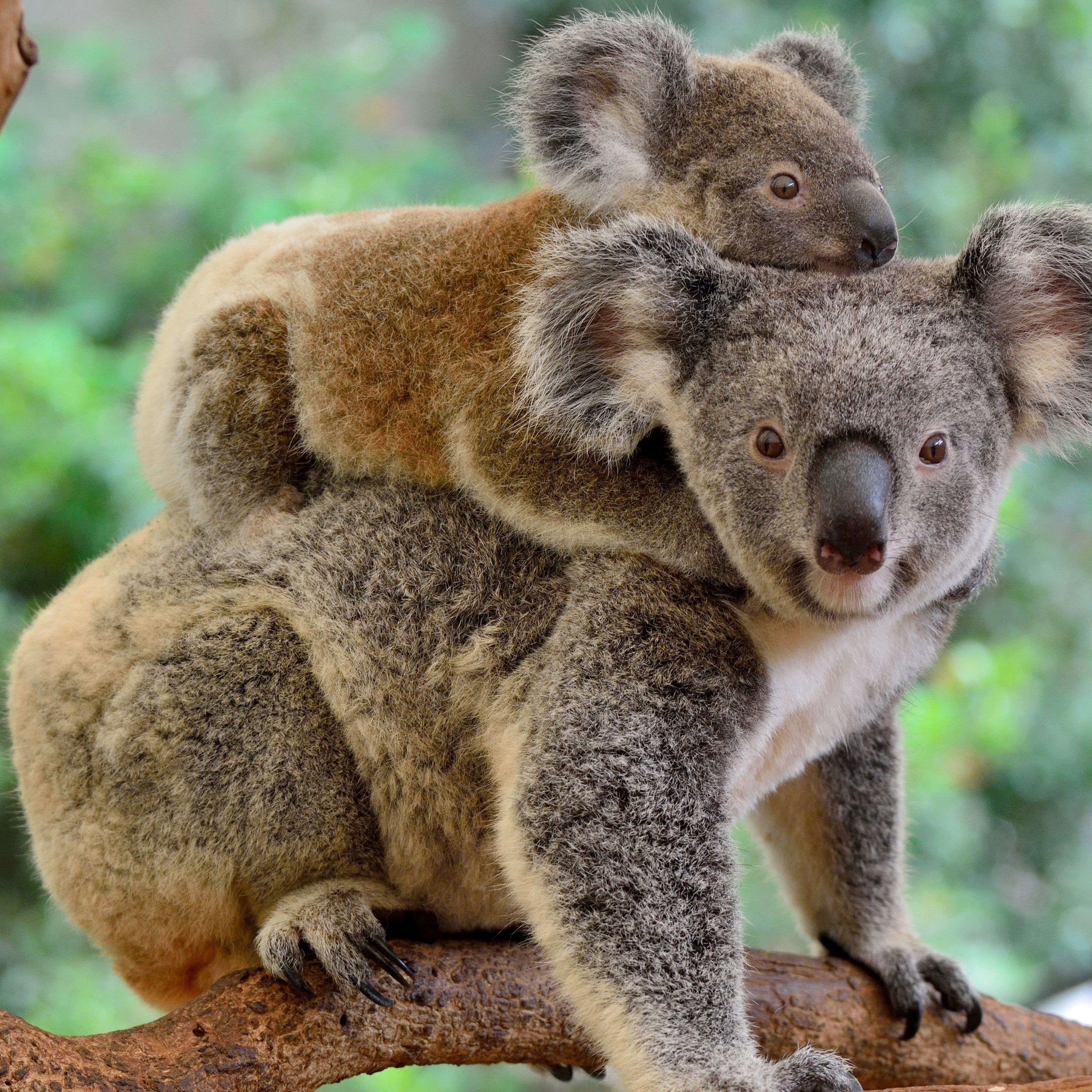 Marsupials Baby