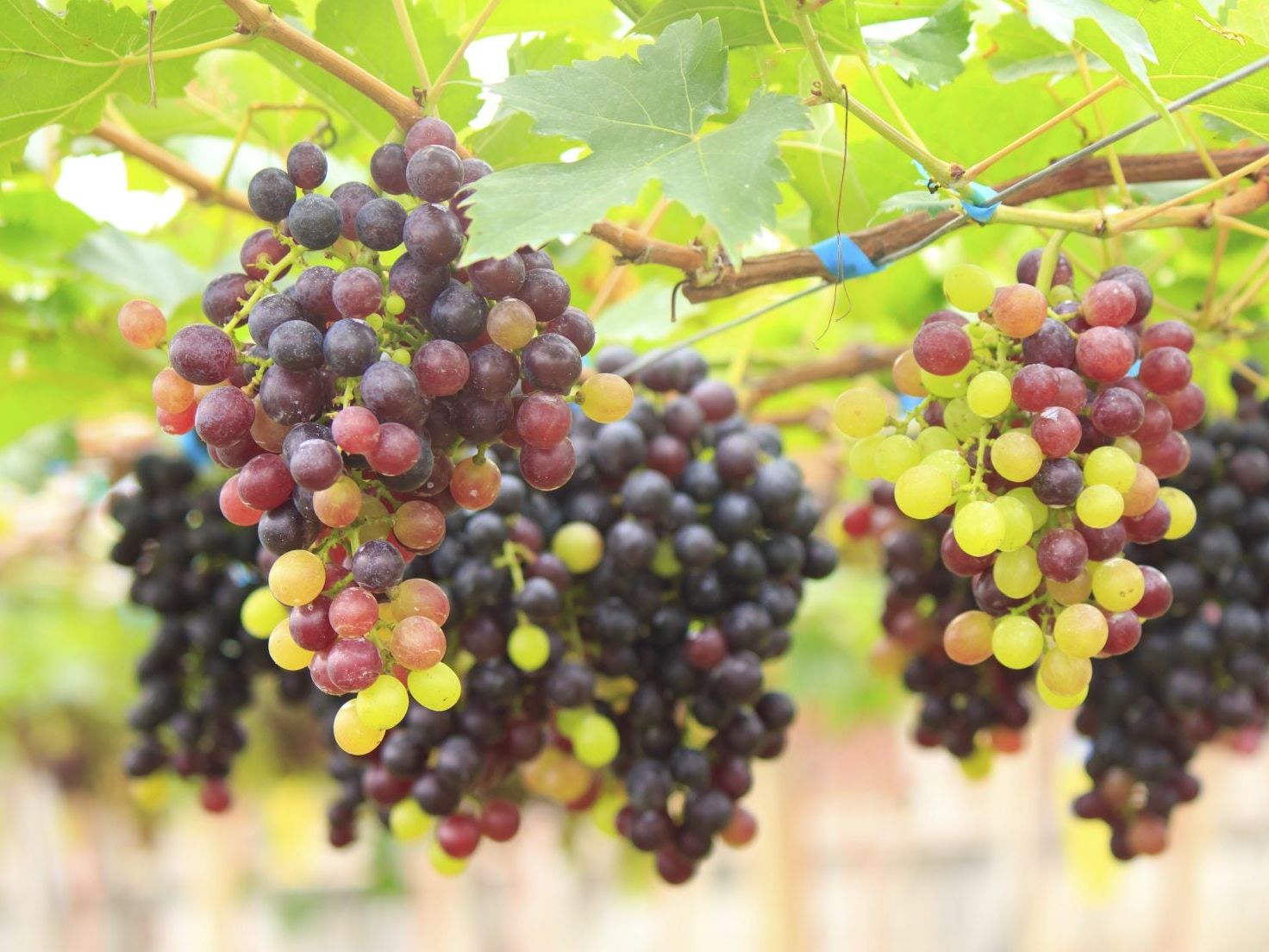 Red Seedless Grapes Tree