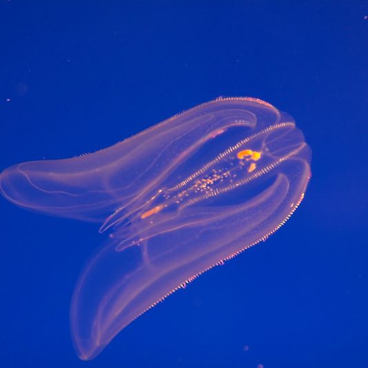 Deep Sea Fish With Glowing Light