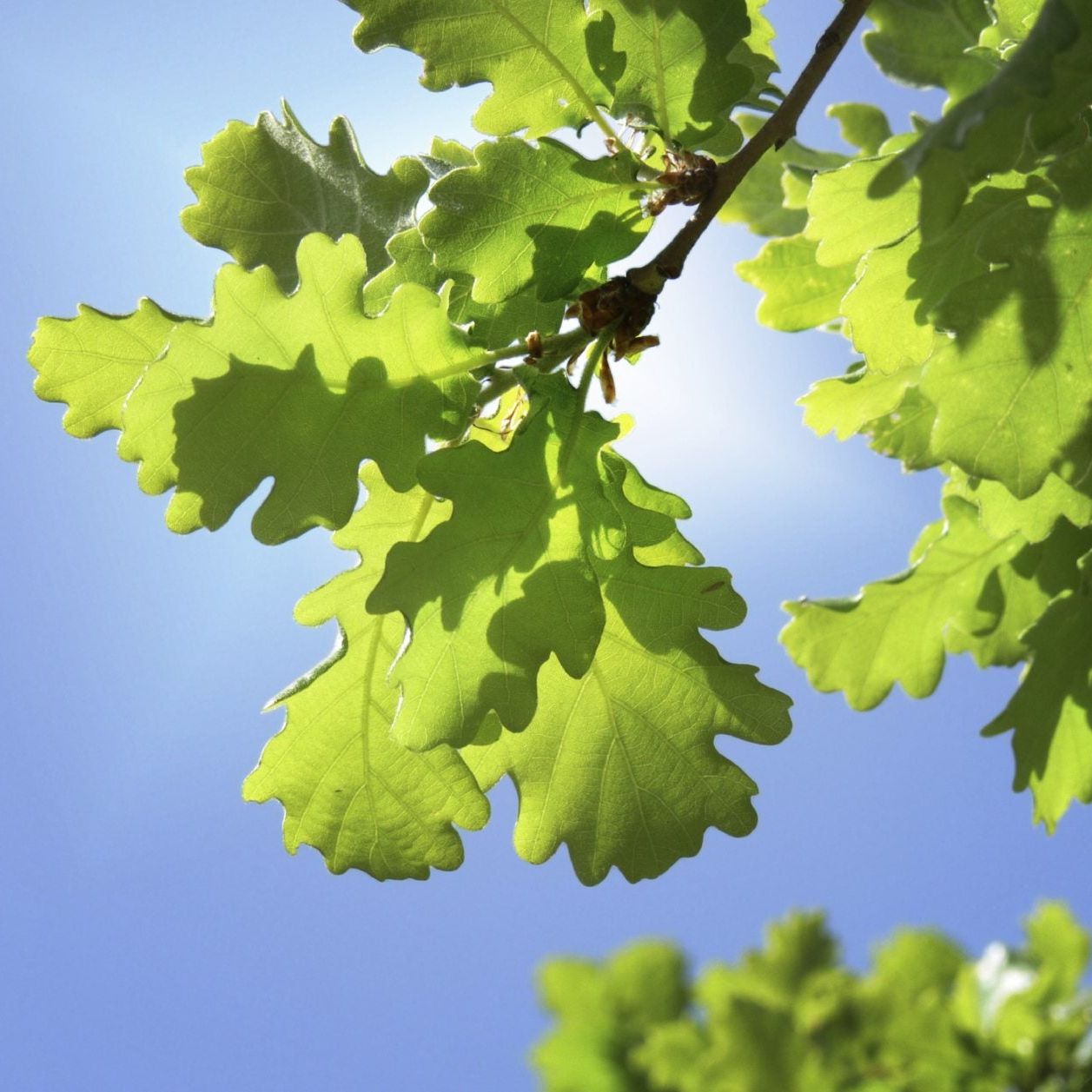 Evergreen Oak Trees Varieties