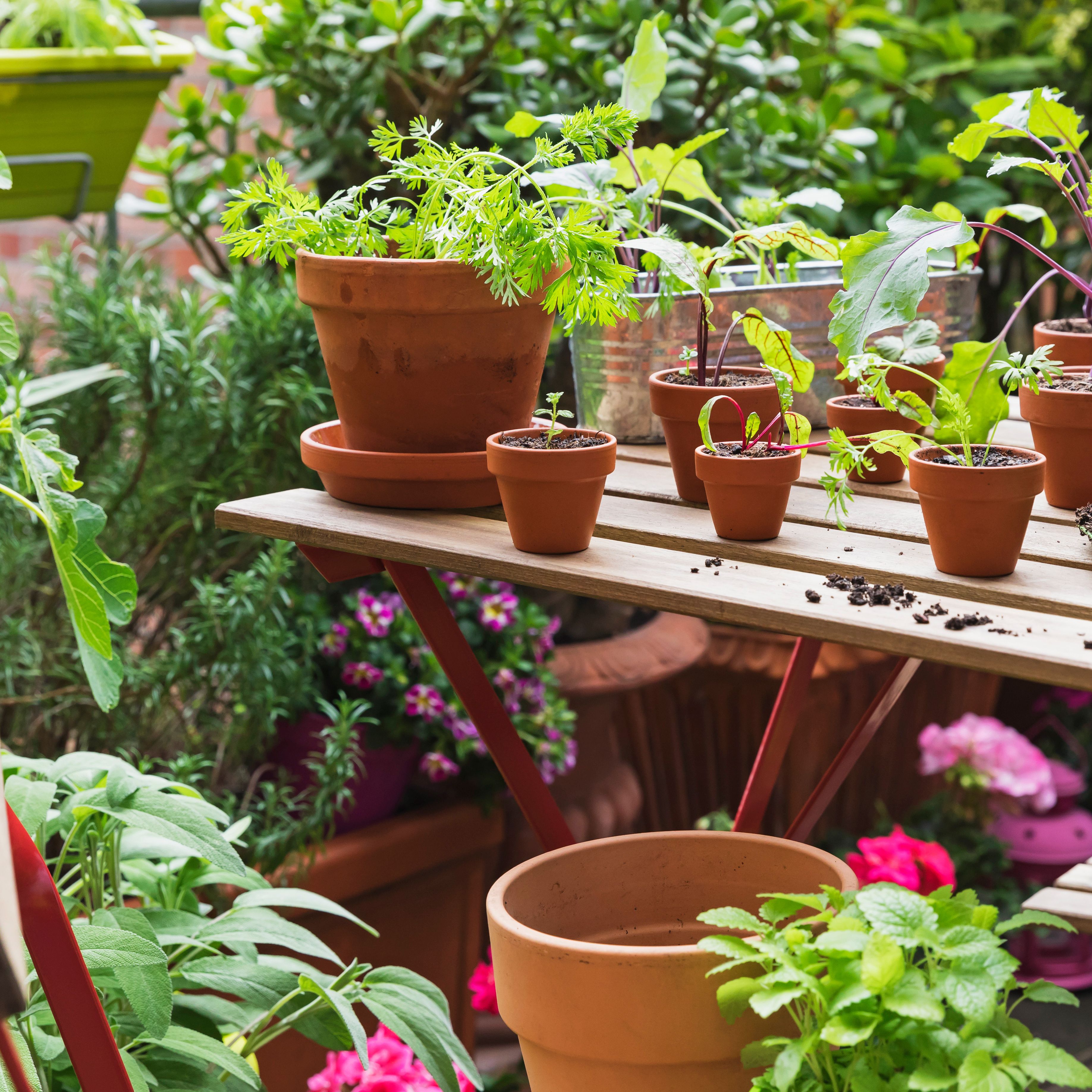 Mini Vegetable Garden Ideas