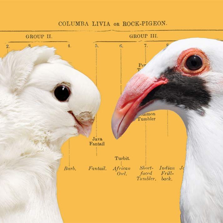 Diffe Types Of Pigeon Breeds With Pictures Of Themselves - Infoupdate.org