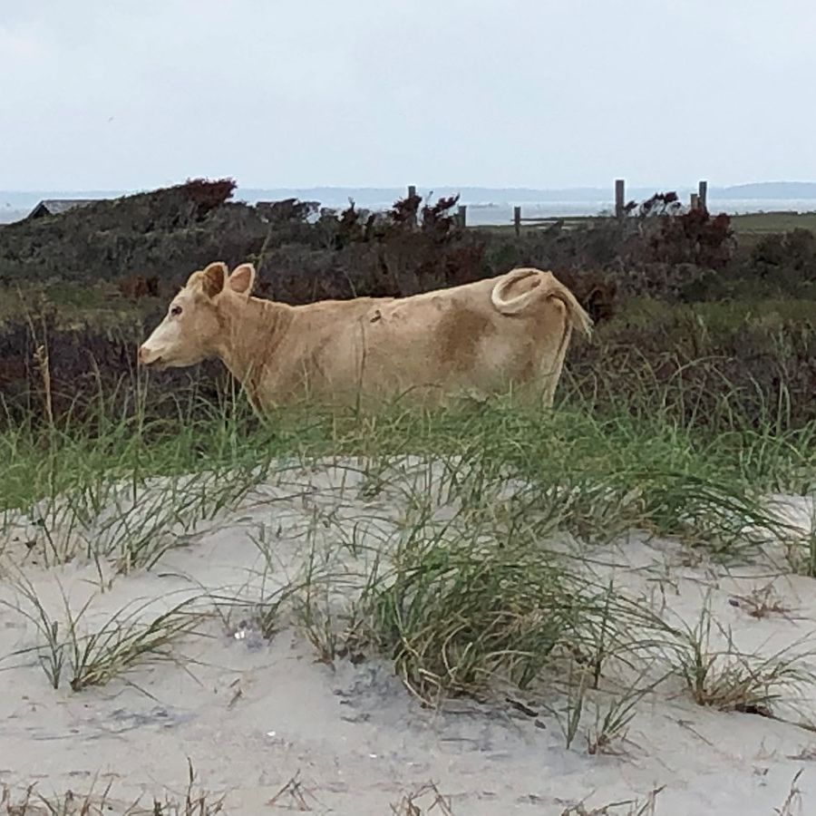 “Breaking Fences, Breaking Chains: A Cow’s Journey to Freedom” – New ...