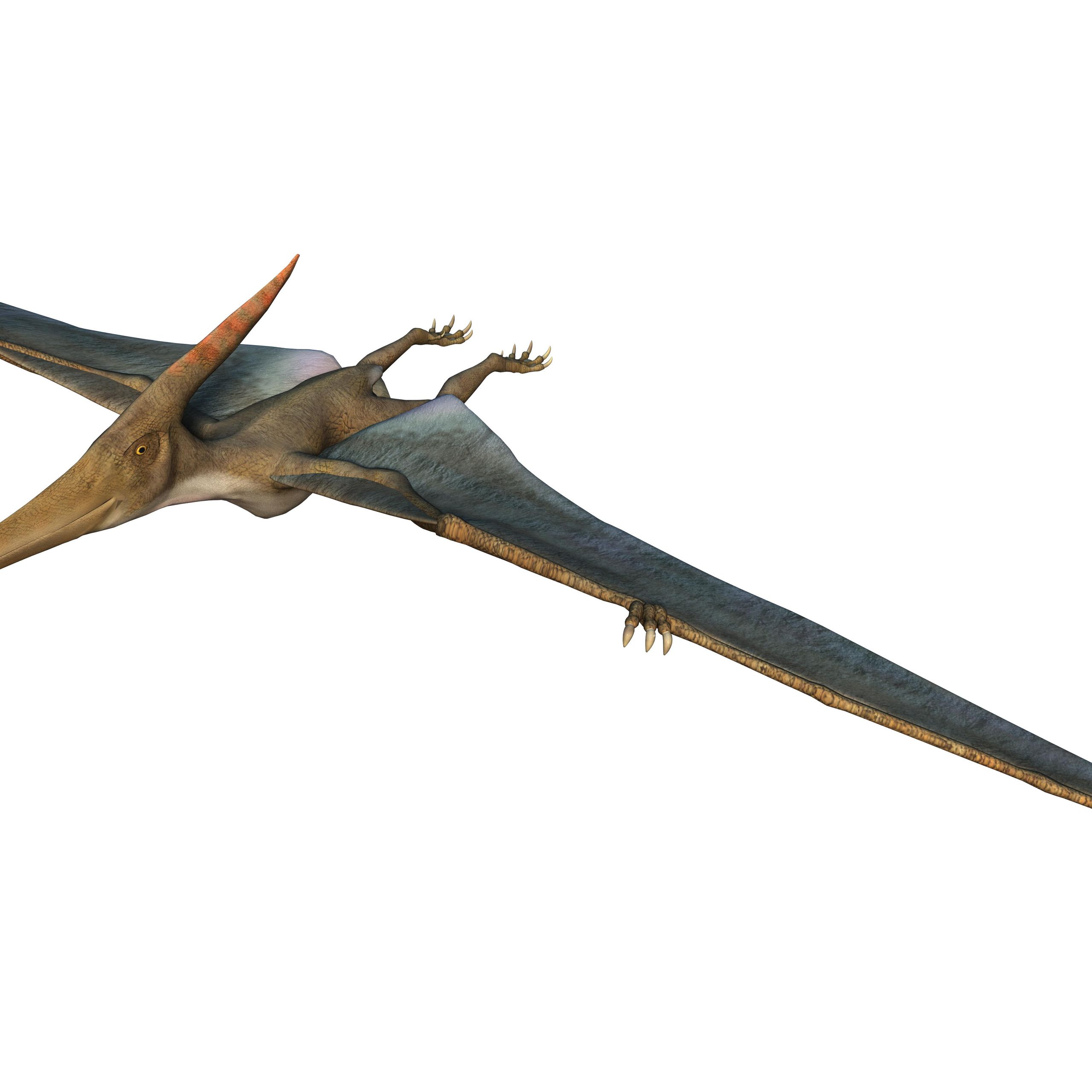 Pterodactyl Sightings Pterodactyl Sighting Flathead Lake, Montana,