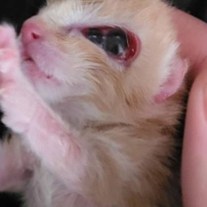 Real Cat With 3 Eyes