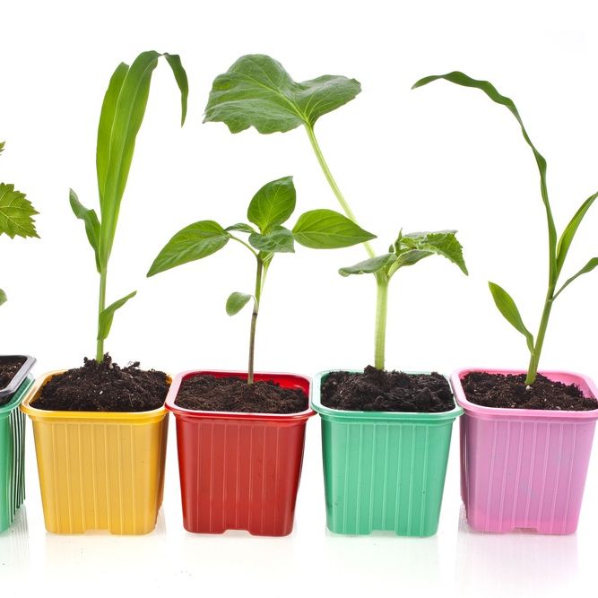 Plant Growing Experiments Science Experiments About Plants Pasang
