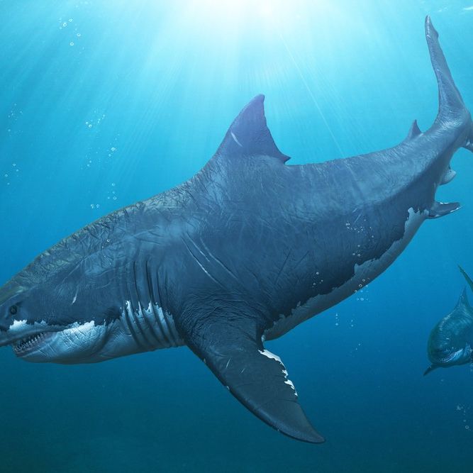 Sea Monsters Megalodon Real Life