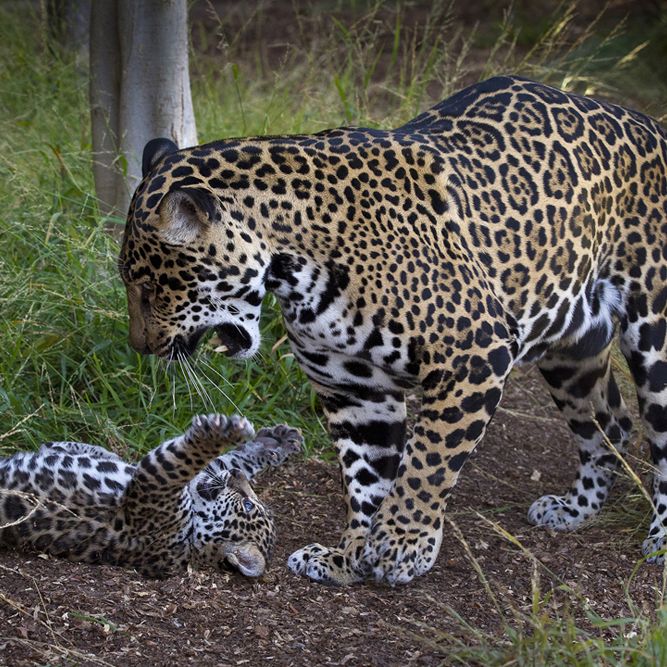 Jaguar Cubs Pictures In The Den