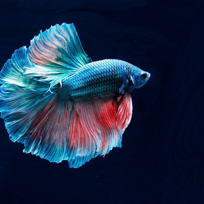 Beautiful Betta Fighting Fish