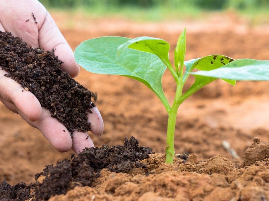 What Is Humus Soil