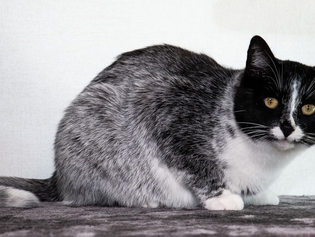 Cat Black And New Grumpy Cat' Has Permanently Sad Face Due To Rare