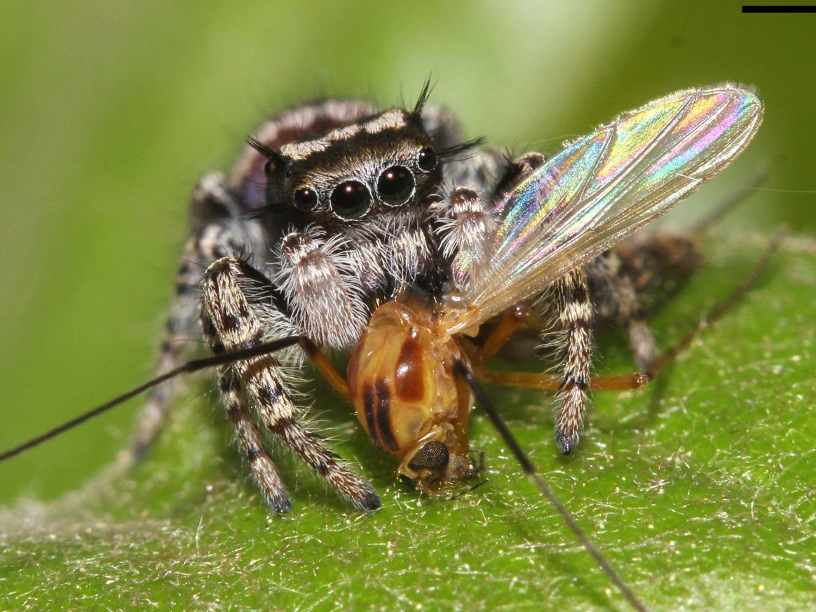 Spider Eating Fly Close Up