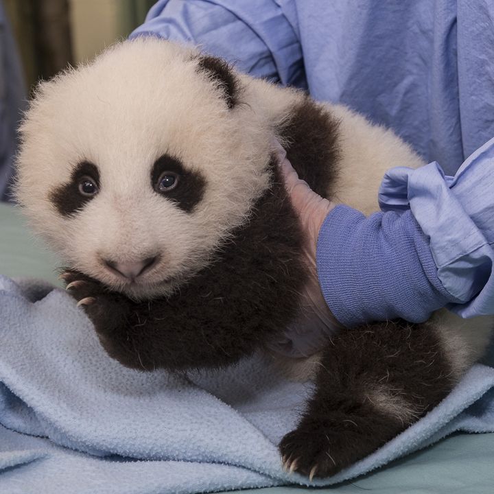 Fluffy Baby Panda