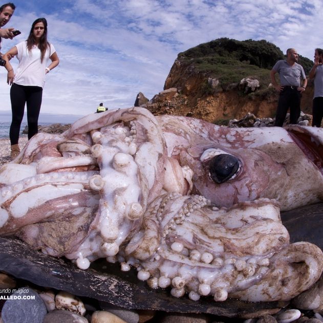 Killer Squid Mexico