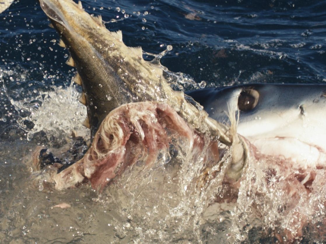Mako Shark Images