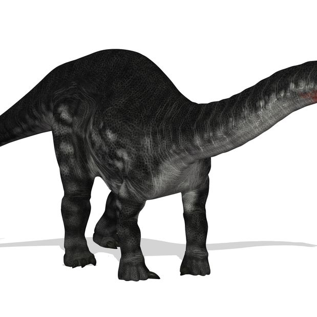 Apatosaurus Omriss