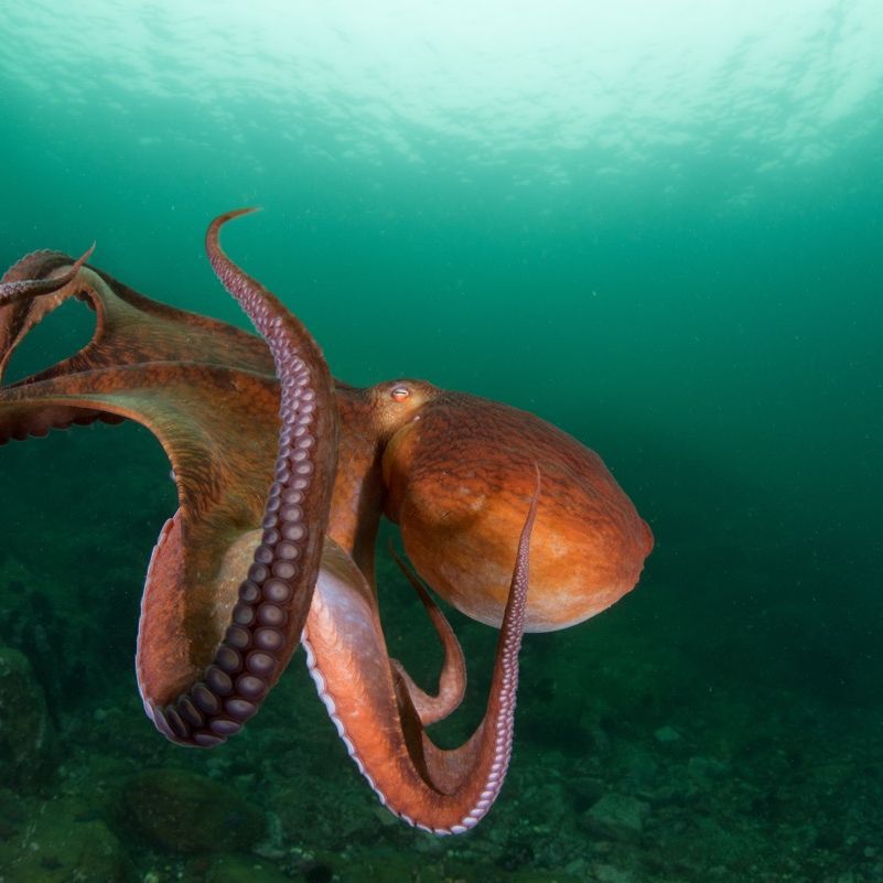 Octopus Vs Seal