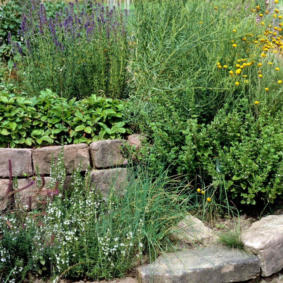 Flower Garden Designs Island Garden Design In Greece On The Island Of